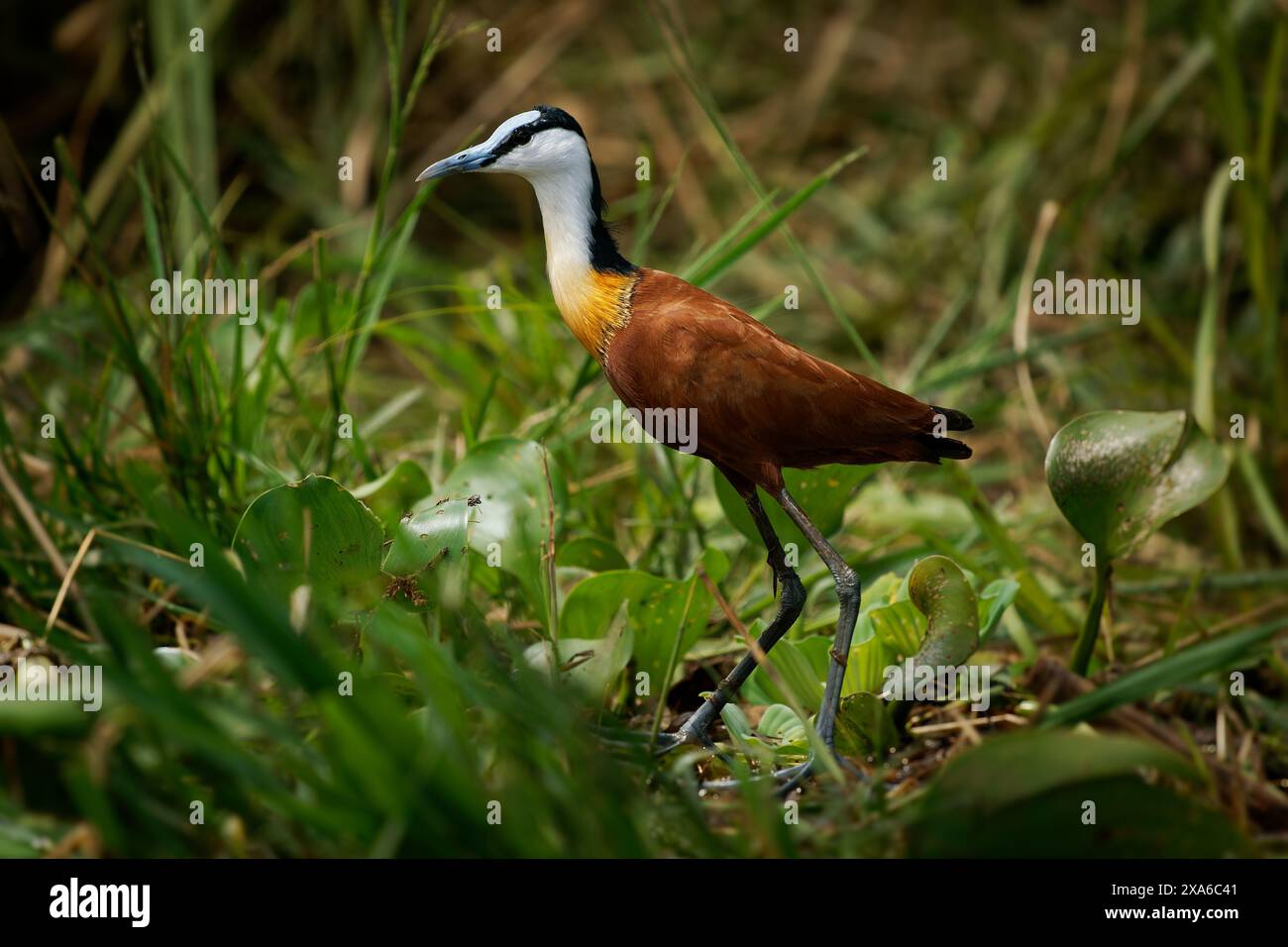 African Jacana - Actophilornis africanus is a wader bird in Jacanidae ...