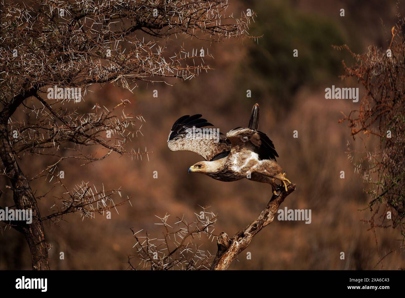 Flying Tawny Eagle - Aquila rapax large bird of prey family ...