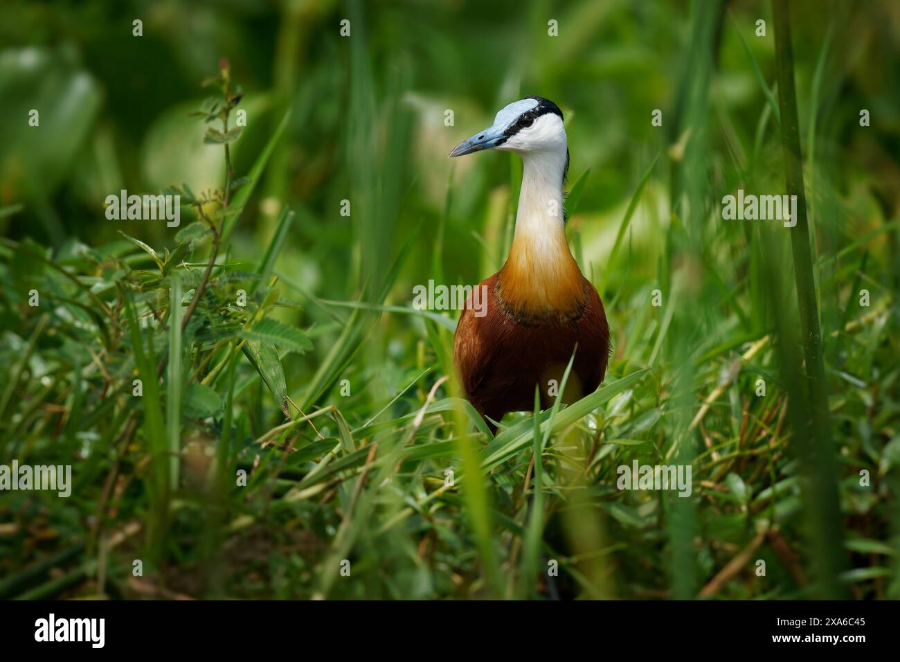 African Jacana - Actophilornis africanus is a wader bird in Jacanidae ...