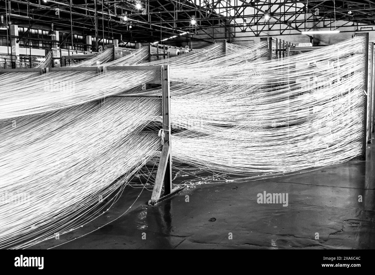 The cotton thread lines on a cop winder weft assembly line loom in ...