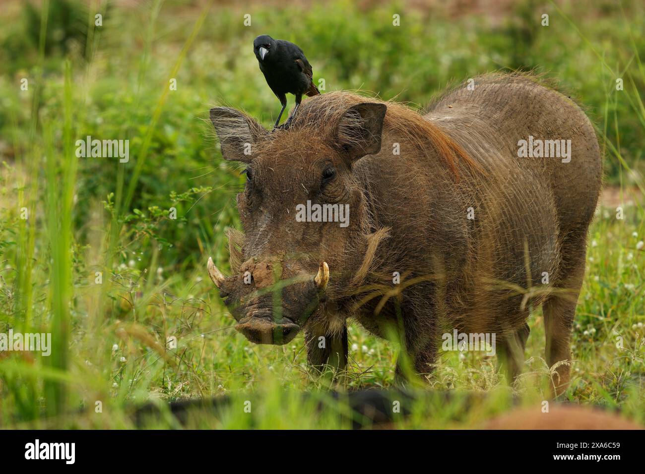 Common Warthog - Phacochoerus africanus member of Suidae found in ...