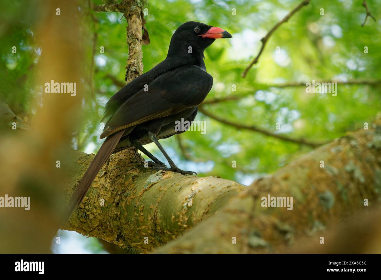 Black bird Piapiac - Ptilostomus afer African bird in the crow family ...