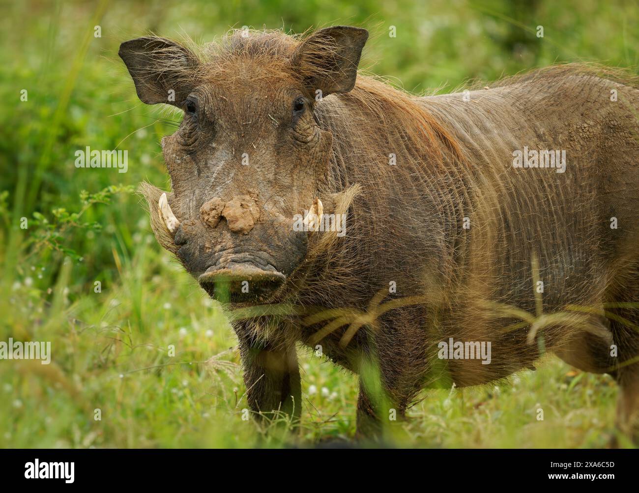 Common Warthog - Phacochoerus africanus member of Suidae found in ...