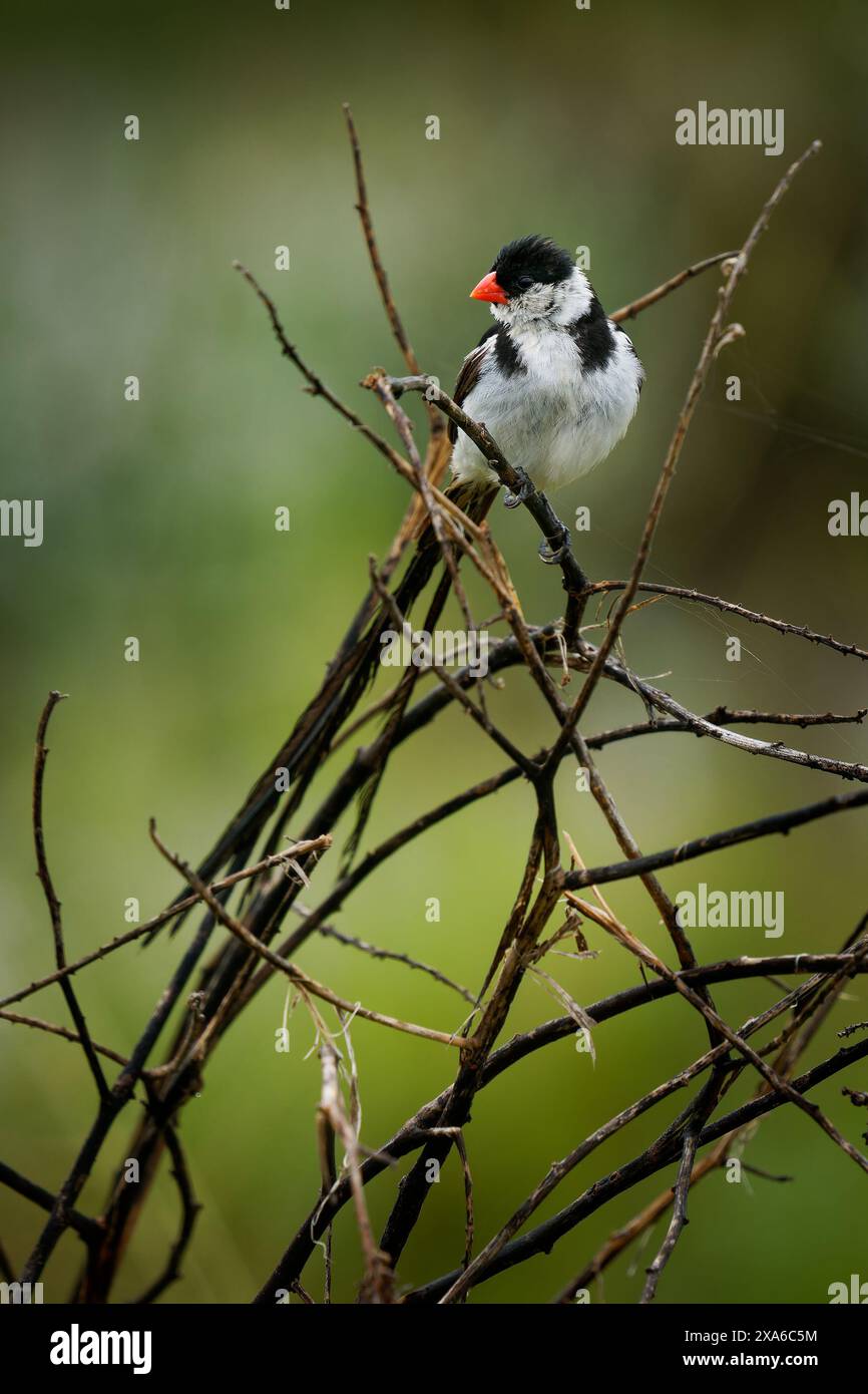 Bird Pin-tailed Whydah - Vidua macroura small songbird with a ...