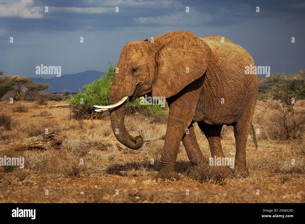African Bush Elephant - Loxodonta africana in Samburu Reserve in Kenya ...