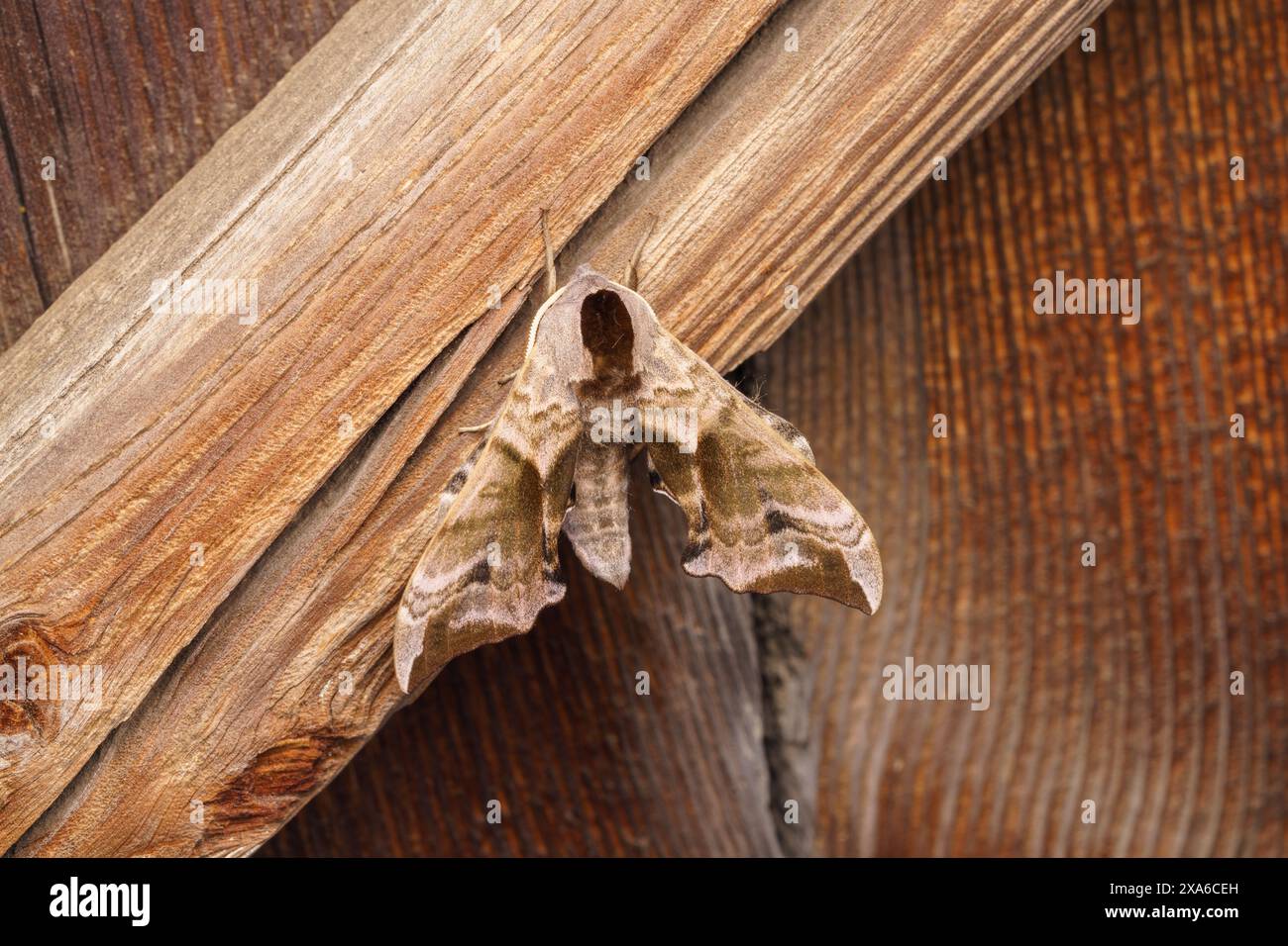 Smerinthus ocellatus Family Sphingidae Genus Smerinthus Eyed hawk-moth ...