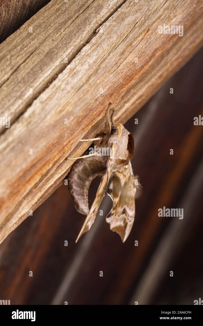Smerinthus ocellatus Family Sphingidae Genus Smerinthus Eyed hawk-moth ...