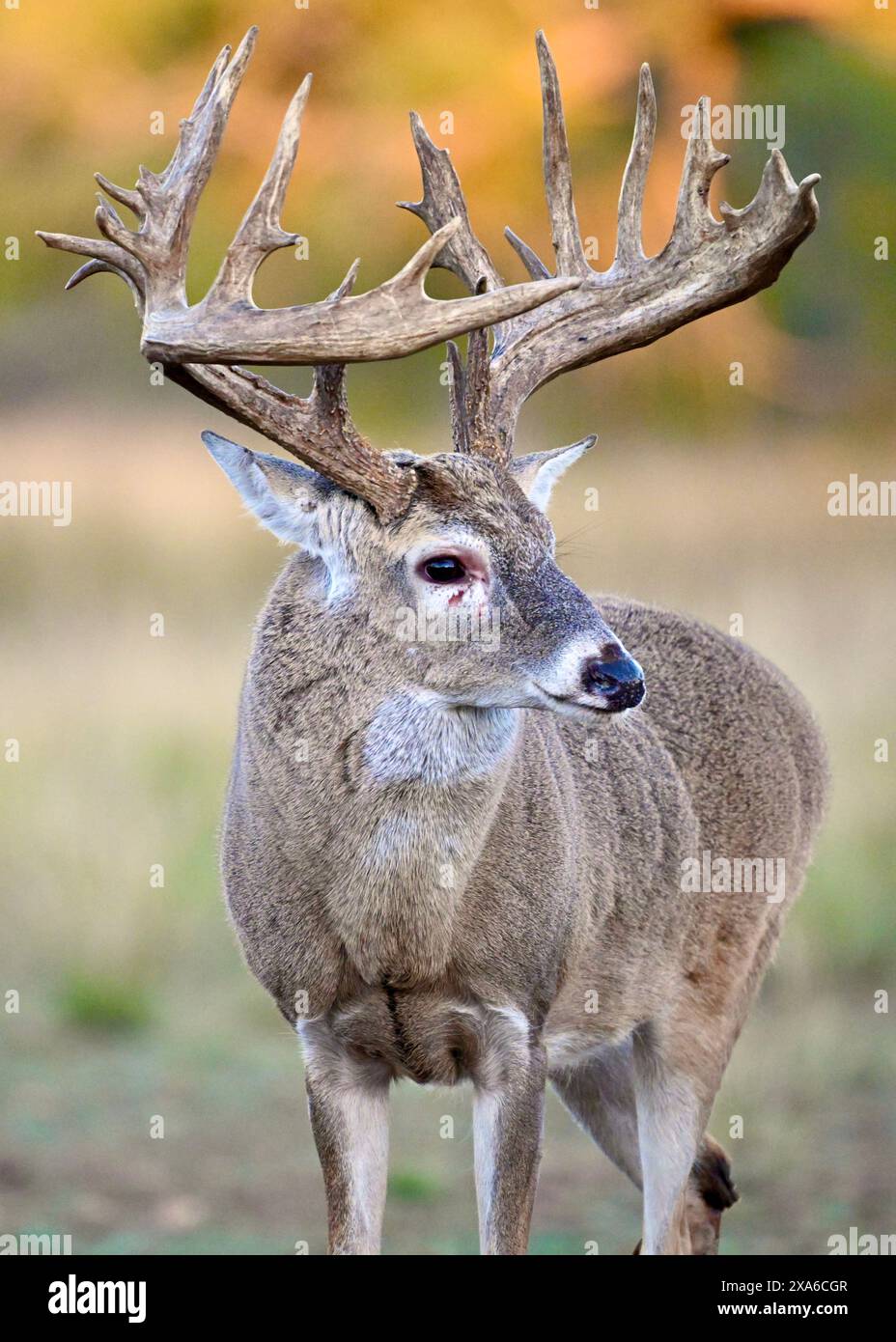 A whitetail deer scared of fighting, standing on a meadow Stock Photo ...