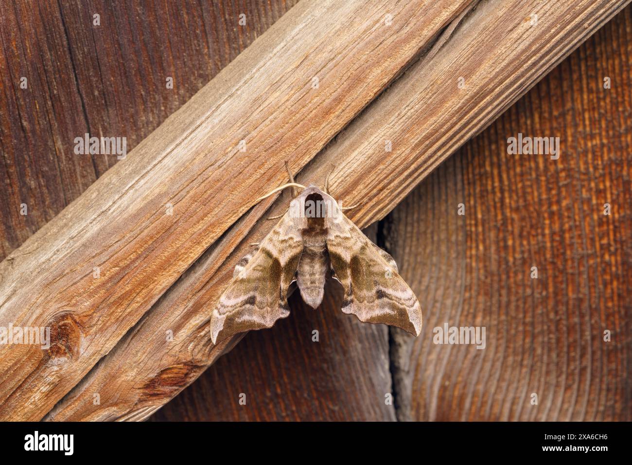 Smerinthus ocellatus Family Sphingidae Genus Smerinthus Eyed hawk-moth ...