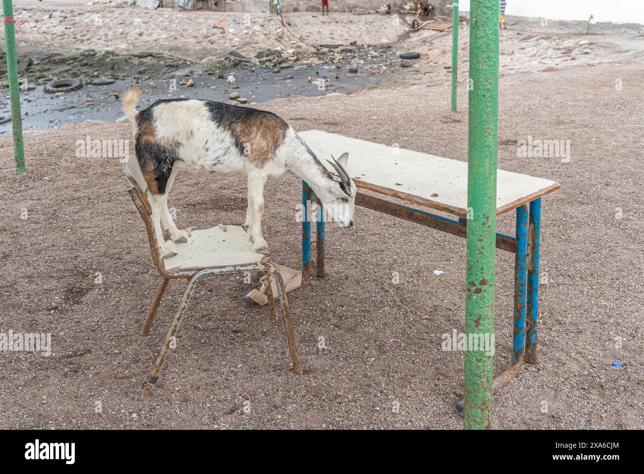 A goat forages for food amongst the litter in a beach on Tadjoura ...