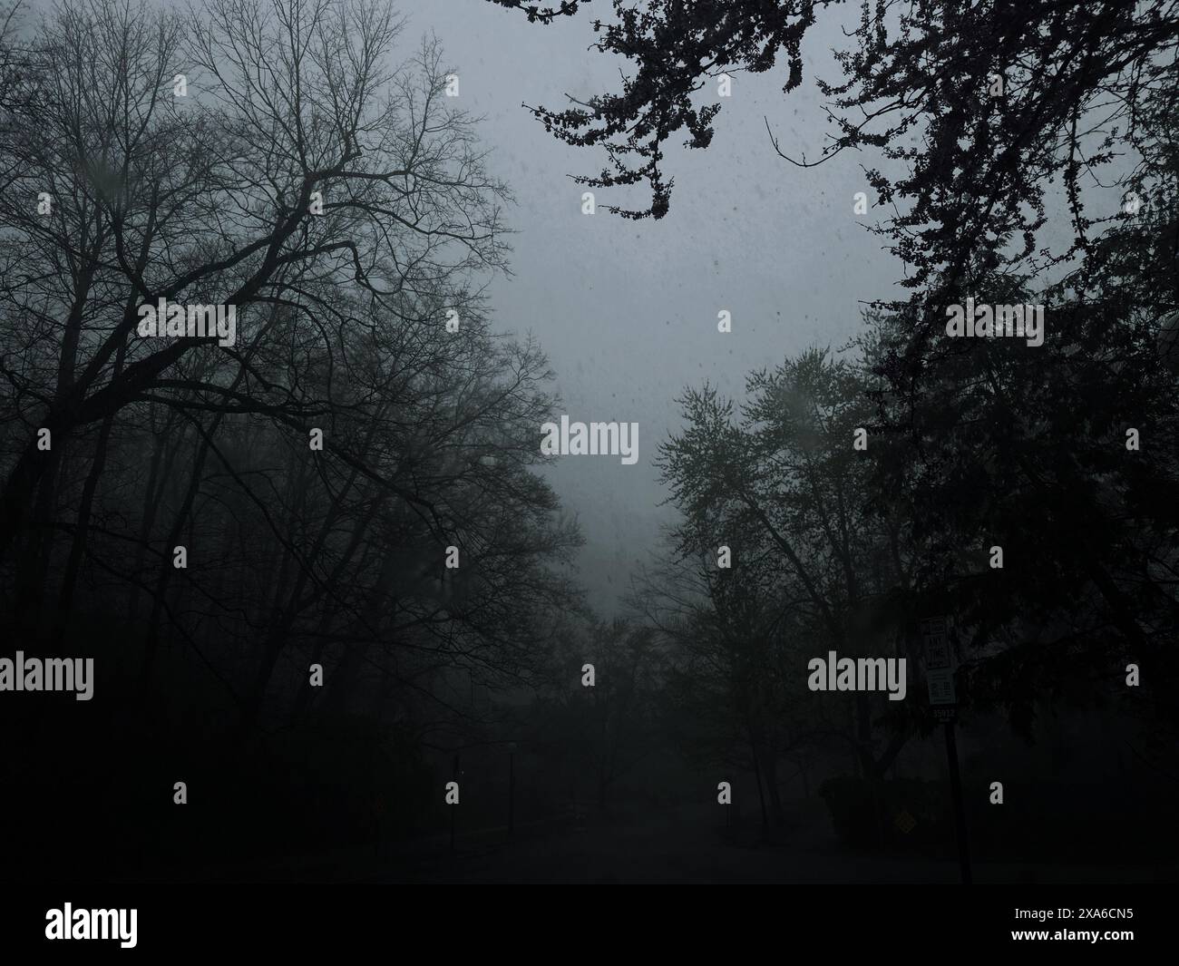 Fog enveloping trees hi-res stock photography and images - Alamy