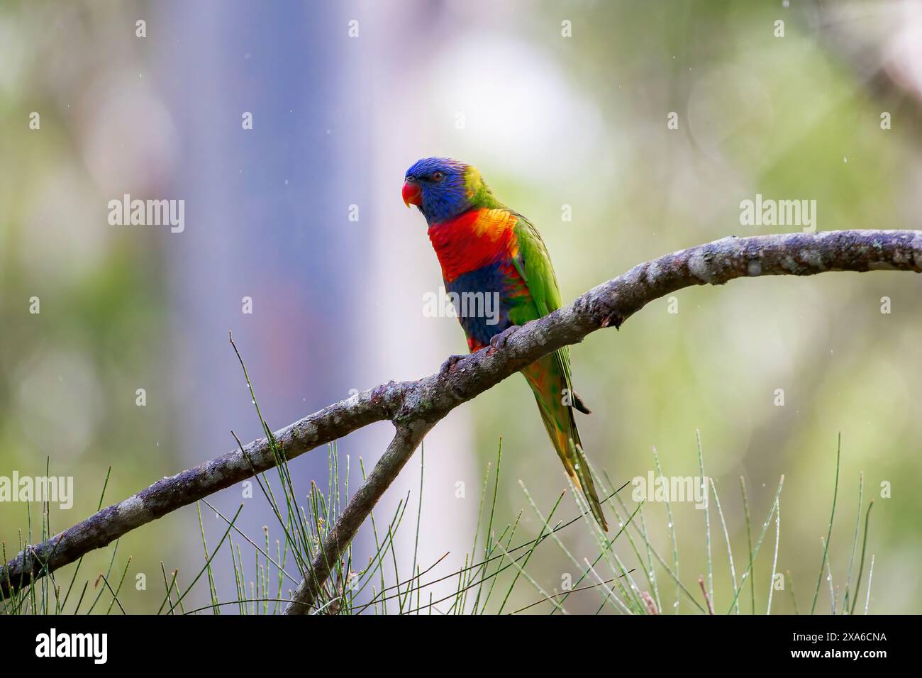 Parrot in the wild hi-res stock photography and images - Alamy