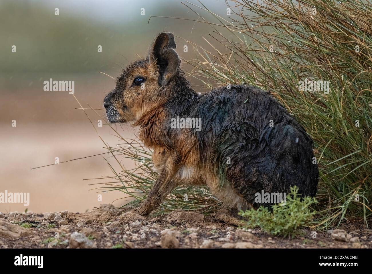 Soaking wet hi-res stock photography and images - Alamy