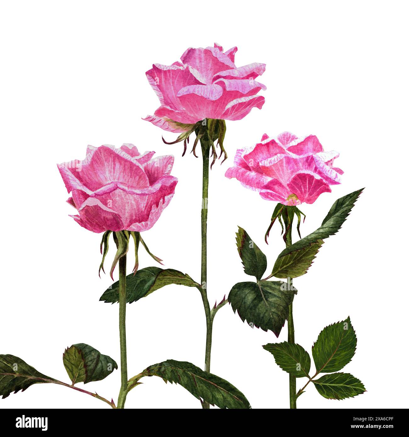 Watercolor pink rose, wallpaper watercolor illustration in for ...