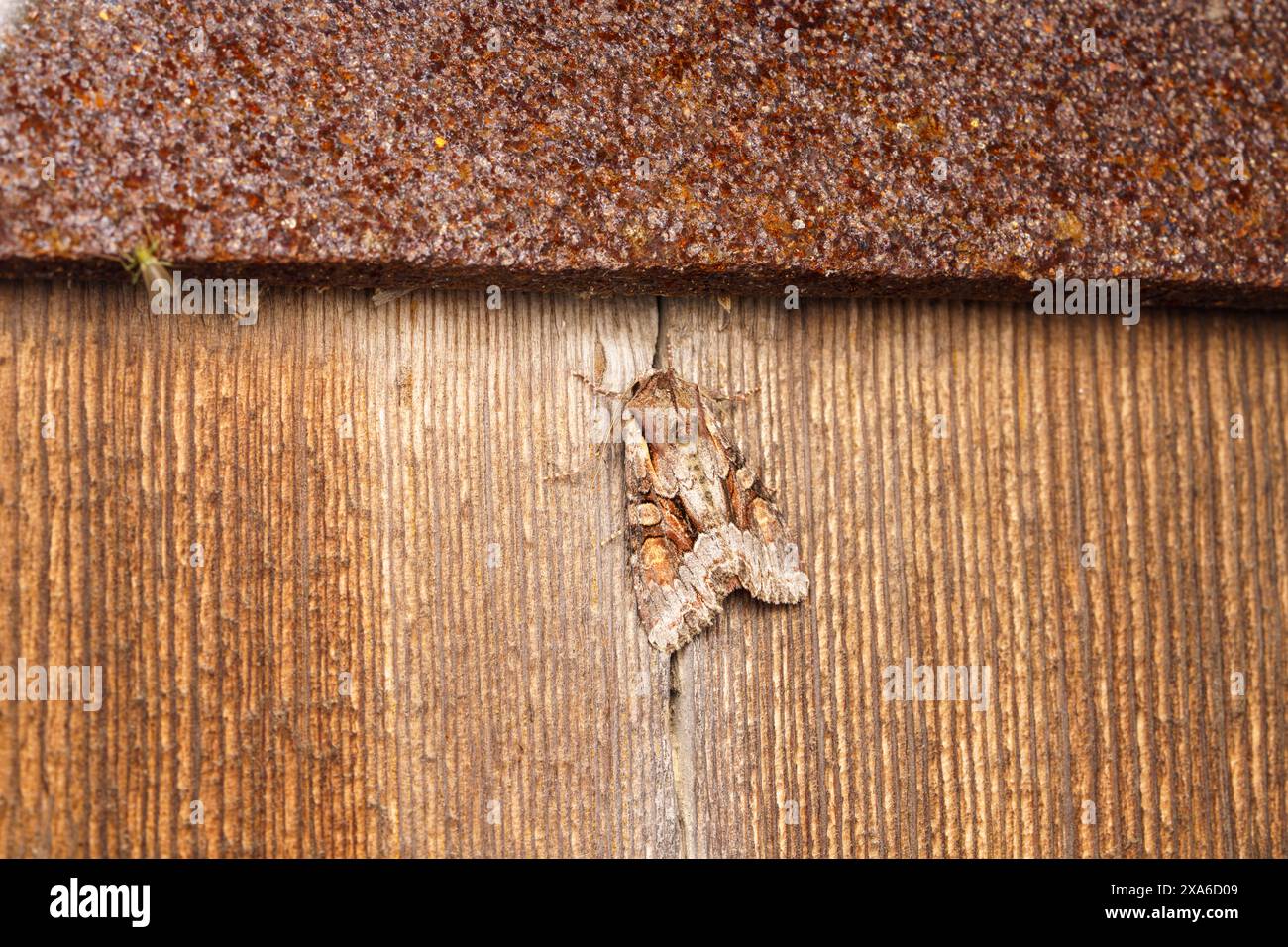 Lacanobia w-latinum Family Noctuidae Genus Lacanobia Light brocade moth ...