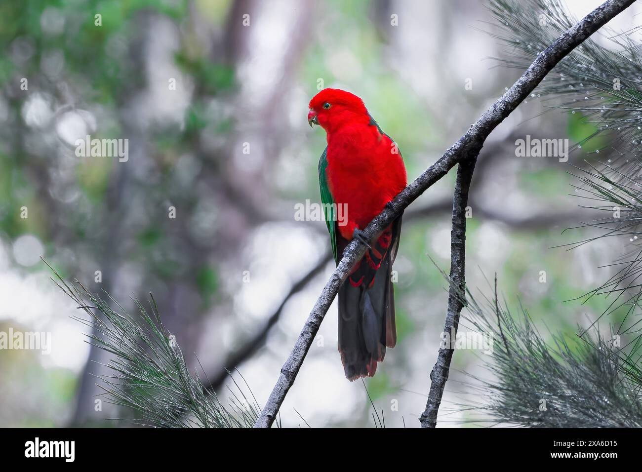 Male red winged parrot hi-res stock photography and images - Alamy