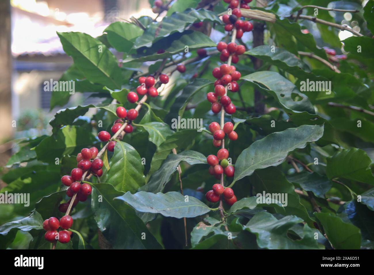 Dangle from a tree hi-res stock photography and images - Alamy