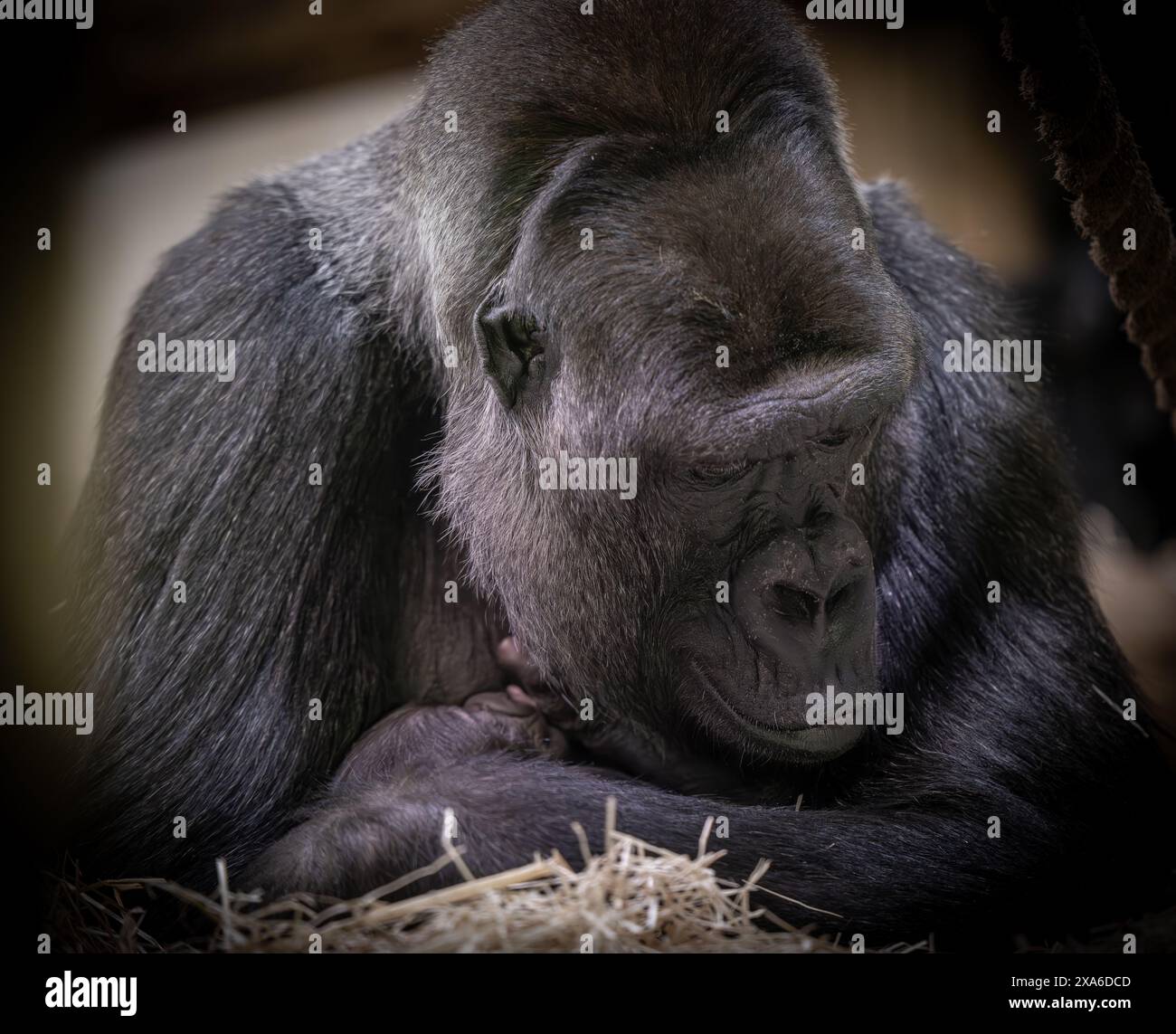 Western lowland gorilla mother and baby relaxing on grass at the zoo ...