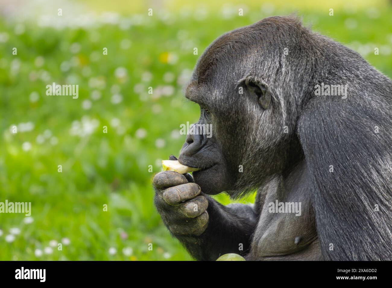 Western lowland gorilla relaxing on grass at the zoo Stock Photo - Alamy