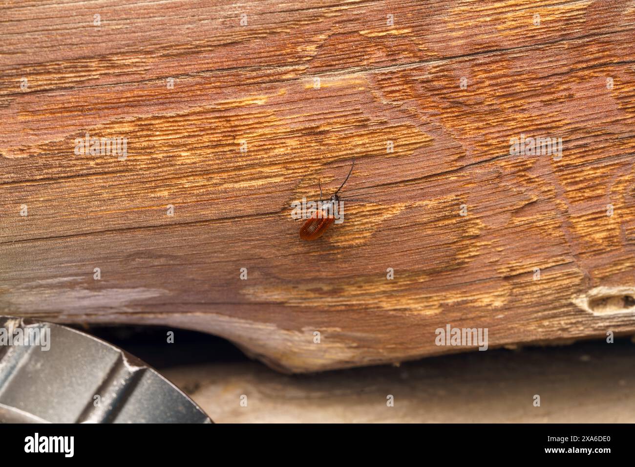 Pseudocistela ceramboides Family Tenebrionidae Genus Pseudocistela ...