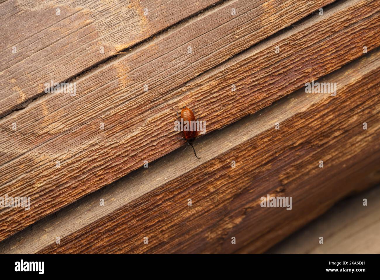 Pseudocistela ceramboides Family Tenebrionidae Genus Pseudocistela ...