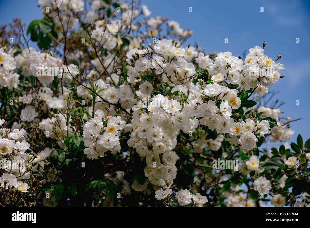 Beautiful white roses blooming on a lush bush against a clear blue sky ...