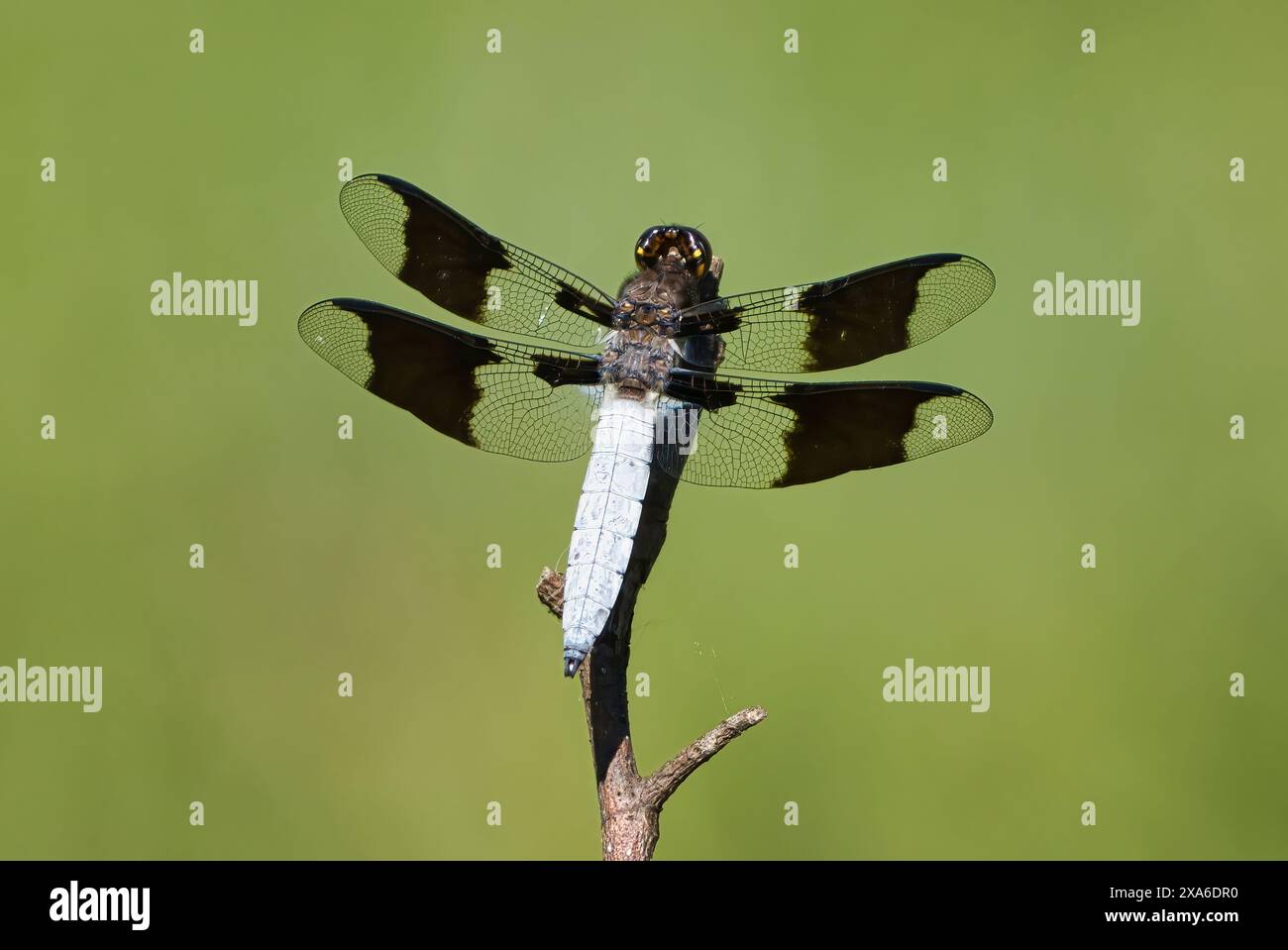 A Male Whitetail Skimmer in Dover, Tennessee Stock Photo - Alamy