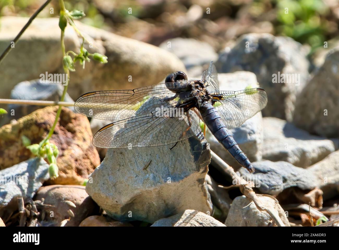 Blue corporal hi-res stock photography and images - Alamy