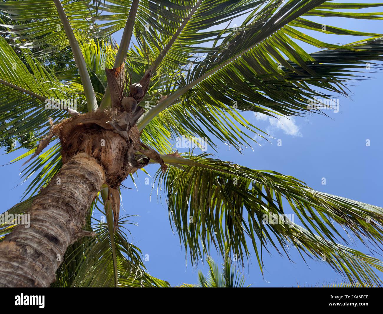 Palm trees stretching towards the sky in an upward perspective Stock ...