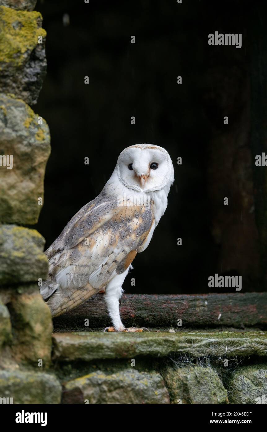 Barn Owl, Tyto alba, in an old abandened barn in the Yorkshire Dales ...