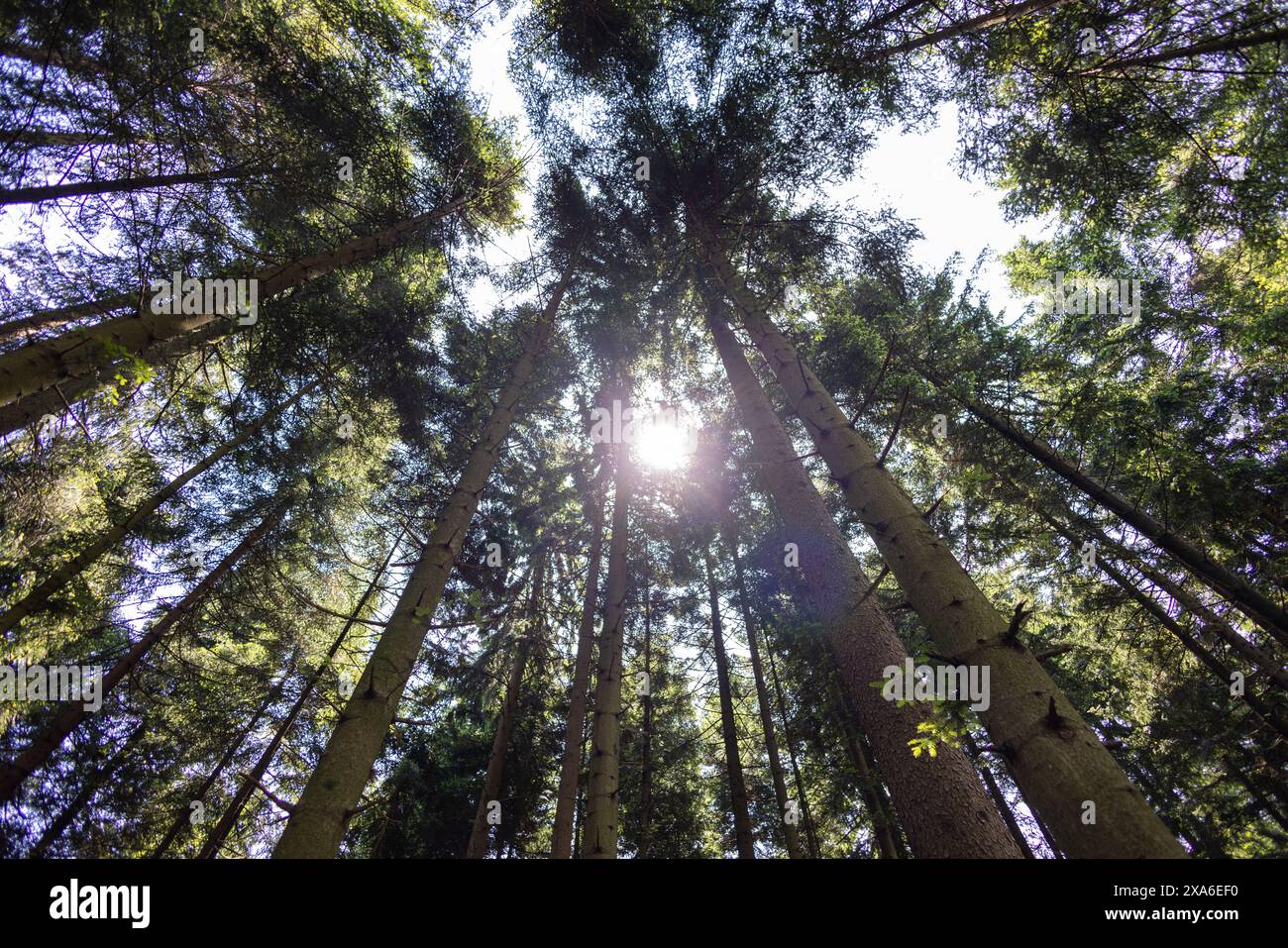 View of tall pine tree canopy from below Stock Photo - Alamy