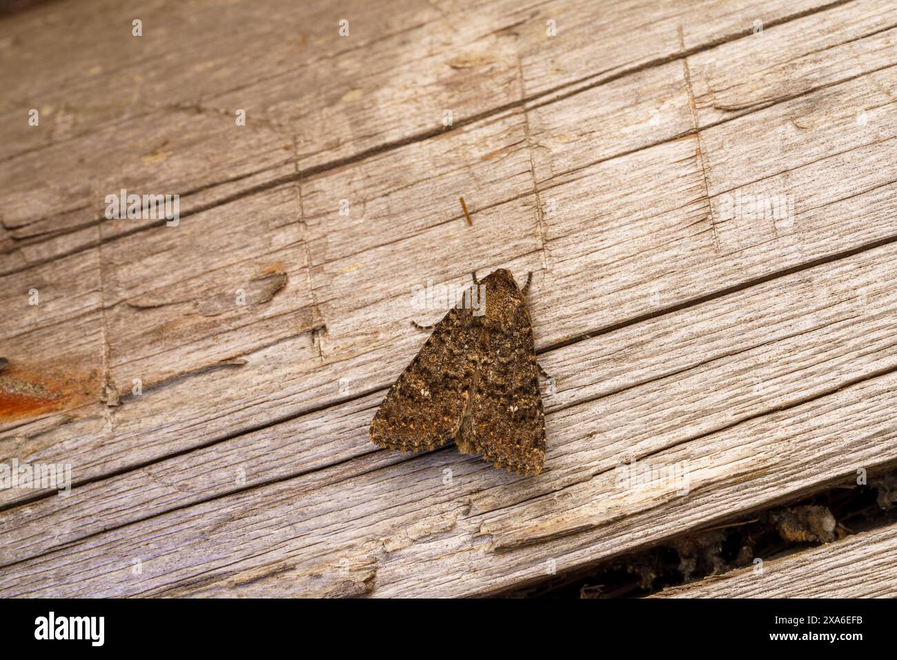 Sideridis turbida Family Noctuidae Genus Sideridis White Colon moth ...