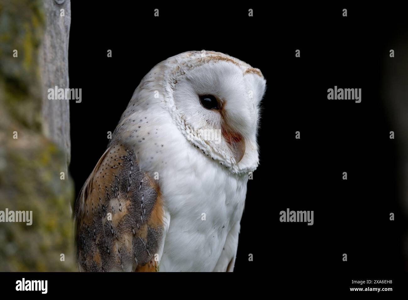 Barn Owl, Tyto alba, in an old abandened barn in the Yorkshire Dales ...