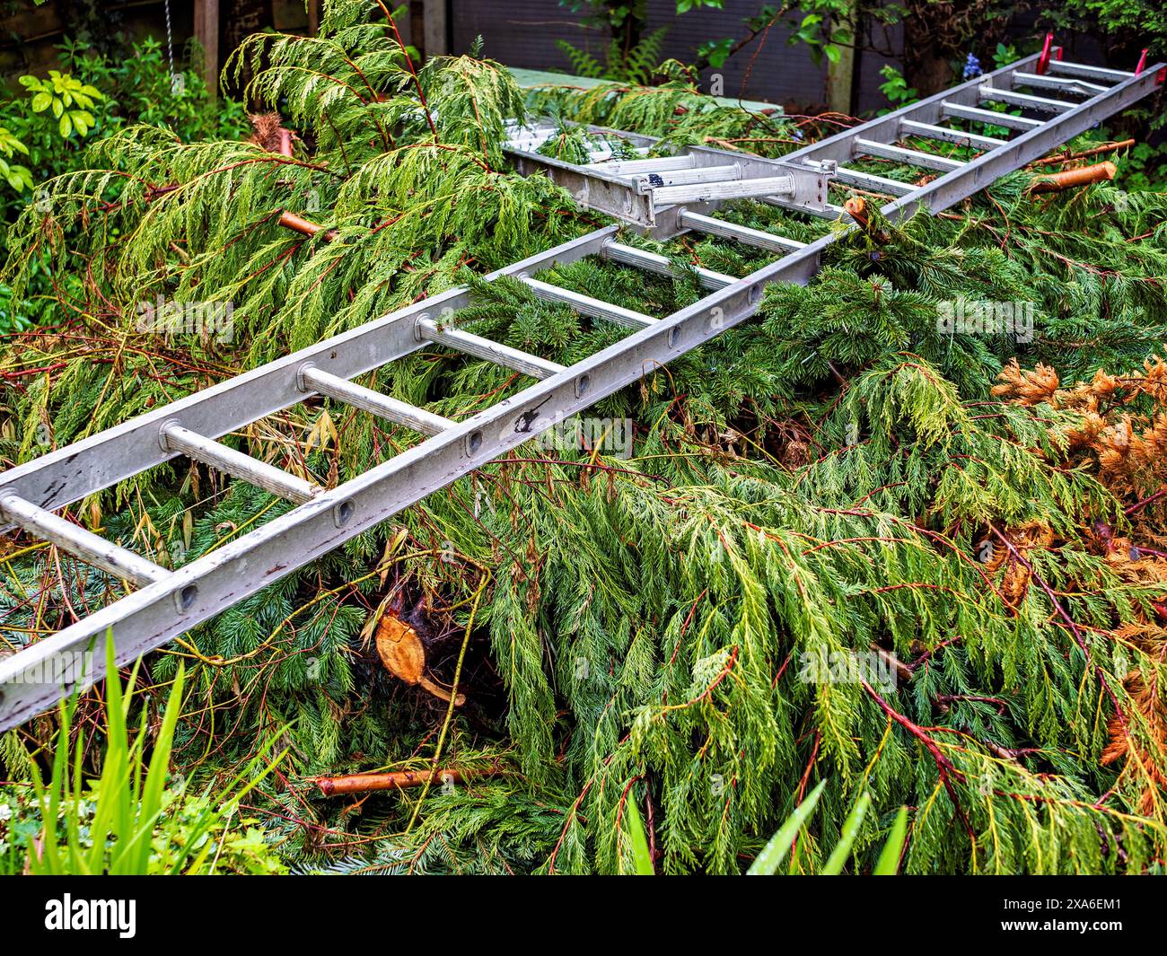 An aluminum ladder on a large pile of cut down conifer trees lying on ...