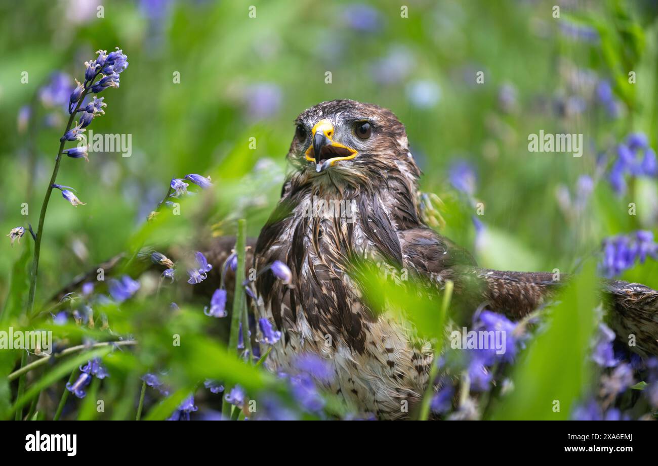 Common Buzzard, Buteo buteo, landed in a bluebell woodland on a wet day ...