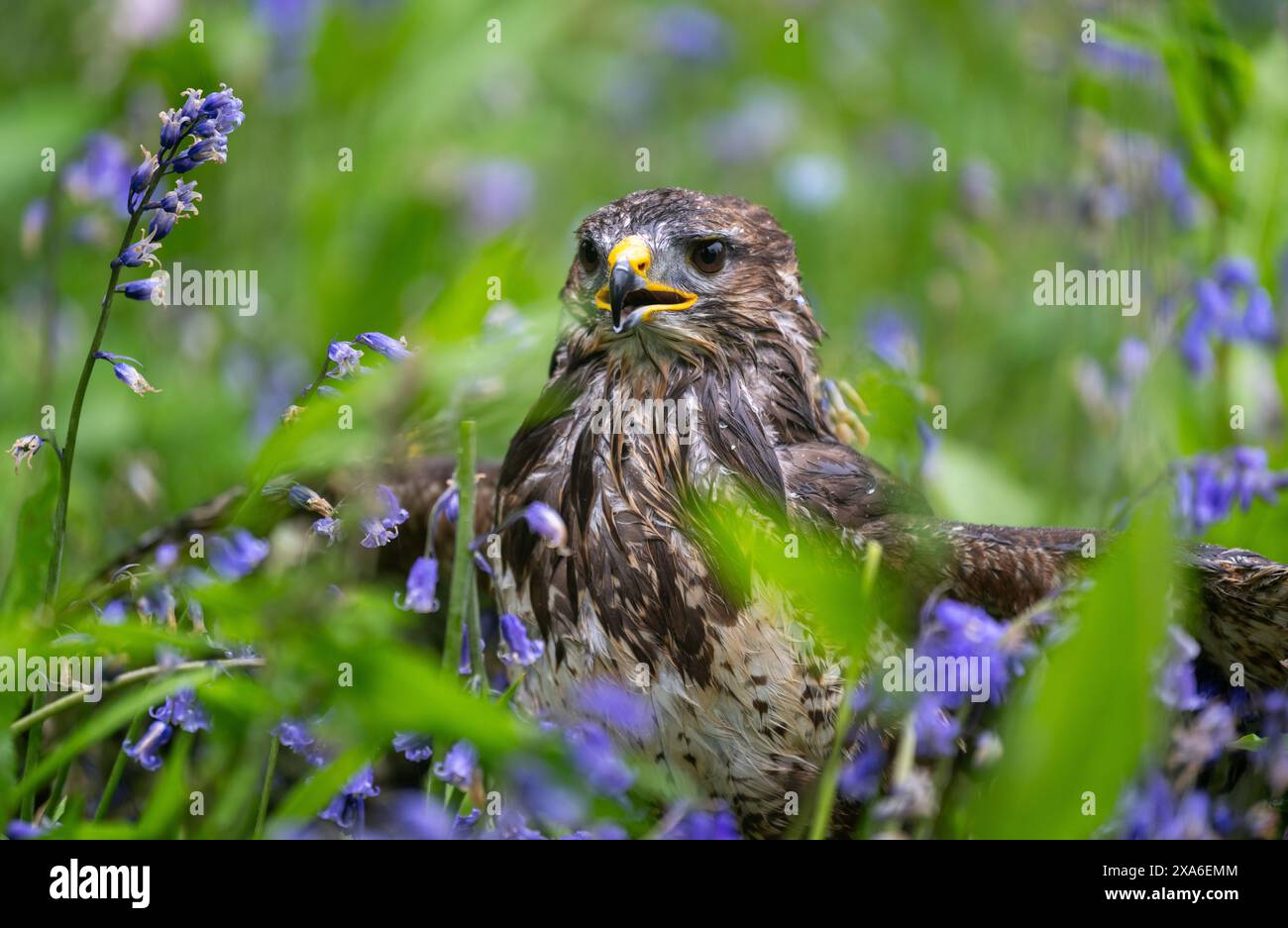 Common Buzzard, Buteo buteo, landed in a bluebell woodland on a wet day ...