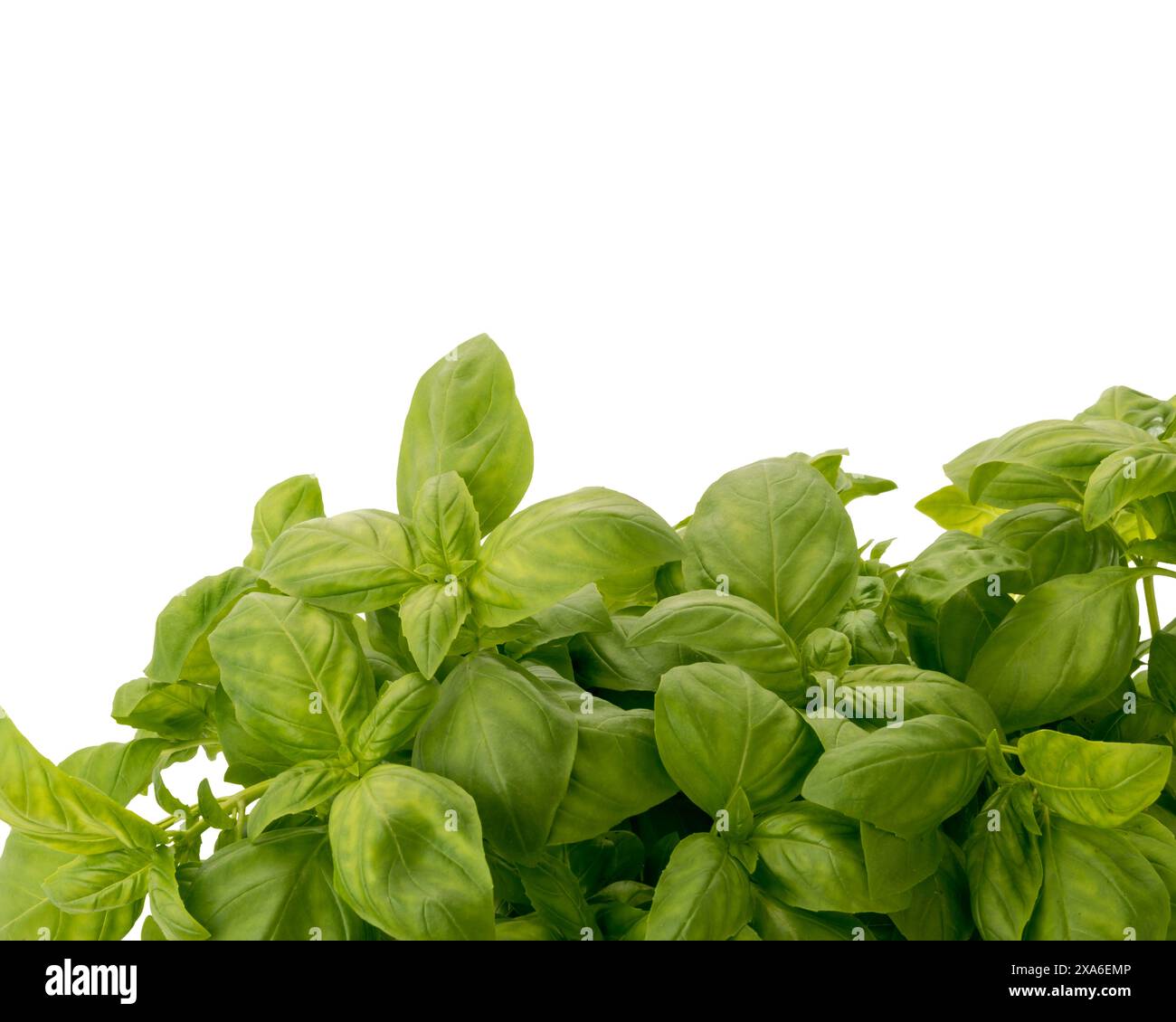 Bunch of basil isolated on white as border frame with clipping path ...