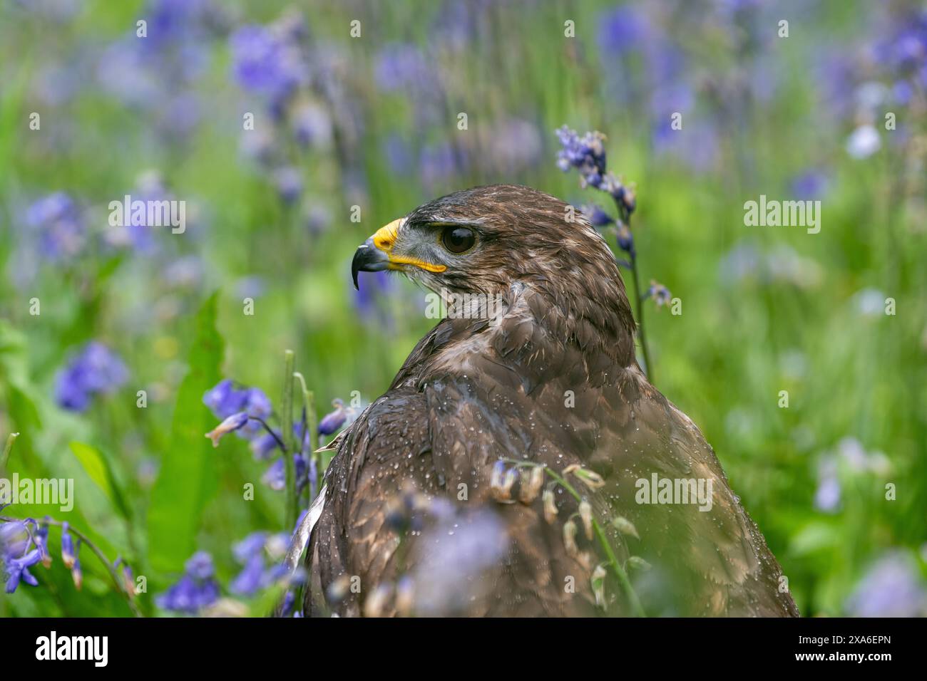 Common Buzzard, Buteo buteo, landed in a bluebell woodland on a wet day ...