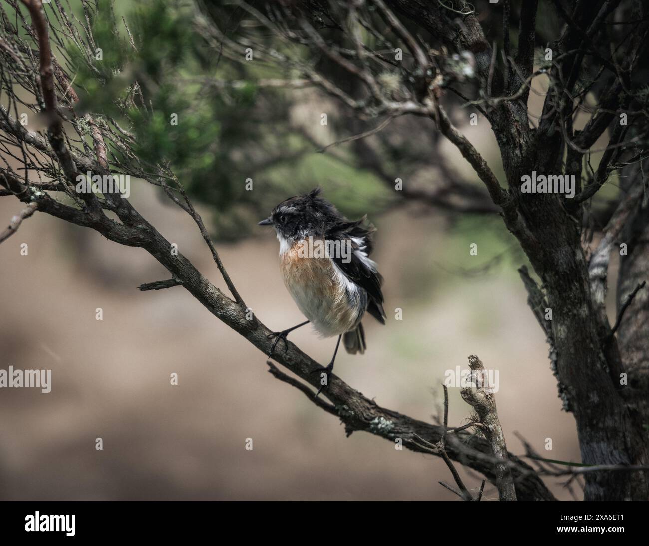 Reunion island wildlife hi-res stock photography and images - Alamy