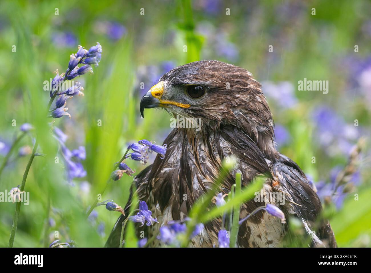 Common Buzzard, Buteo buteo, landed in a bluebell woodland on a wet day ...