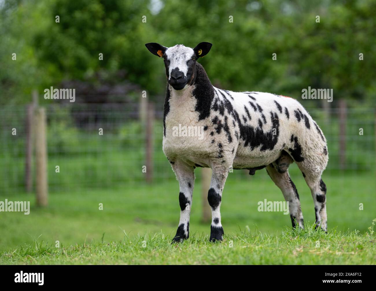 Dutch Spotted sheep in a field. Cumbria, UK Stock Photo - Alamy