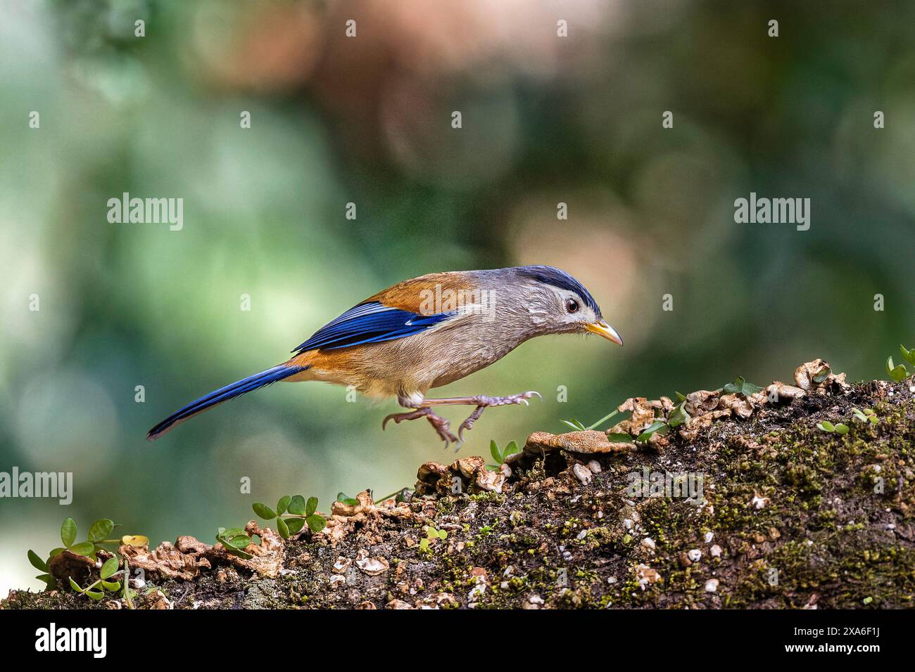 Uttarakhand wilderness hi-res stock photography and images - Alamy