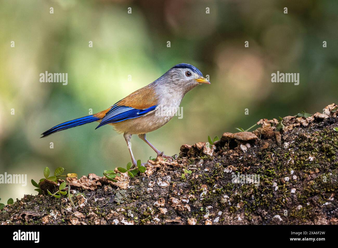 Uttarakhand wilderness hi-res stock photography and images - Alamy