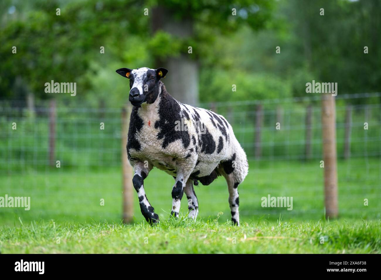 Dutch Spotted sheep in a field. Cumbria, UK Stock Photo - Alamy