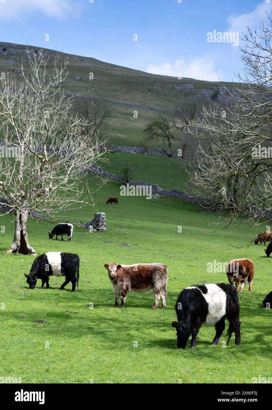 Belted Galloway cattle, a British native beef breed, grazing on rough ...