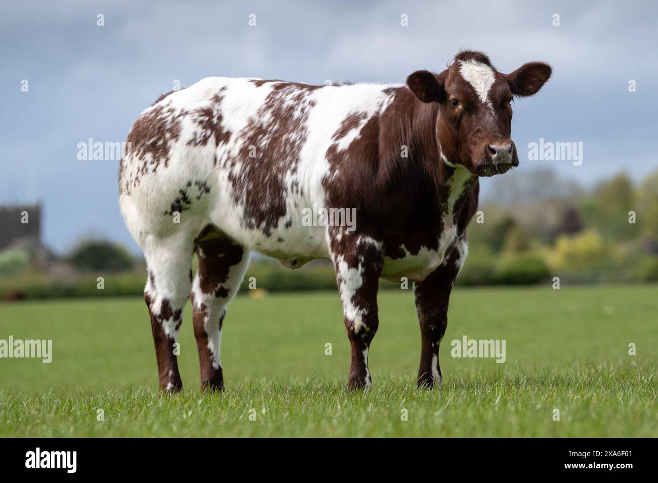 Red and white British Blue heifer, a double muscled beef breed, in a ...