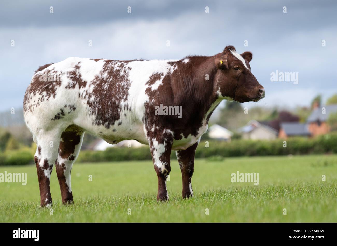 Red and white British Blue heifer, a double muscled beef breed, in a ...