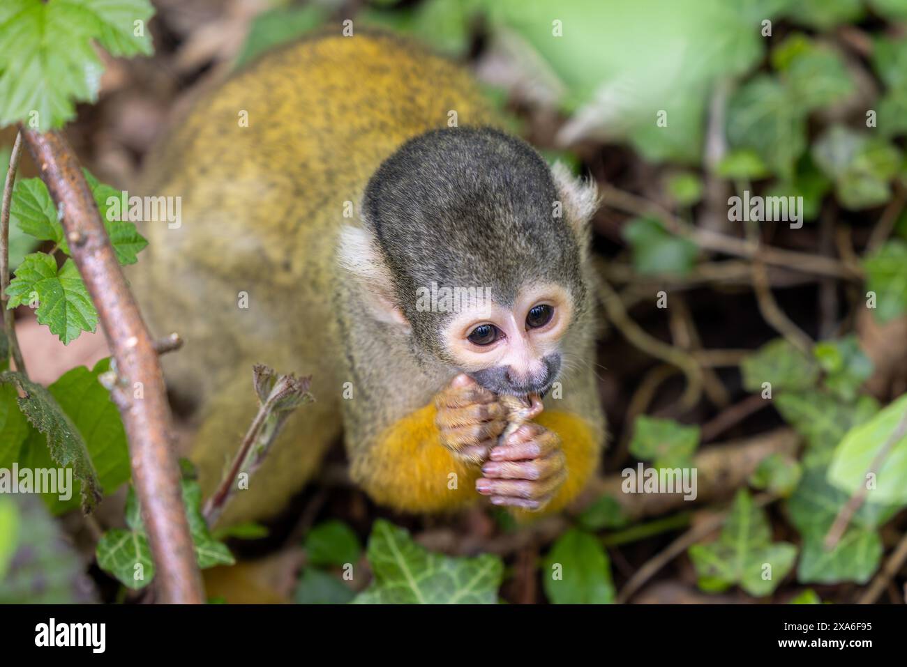 The Black-capped squirrel monkeys, also known as Bolivian squirrel ...