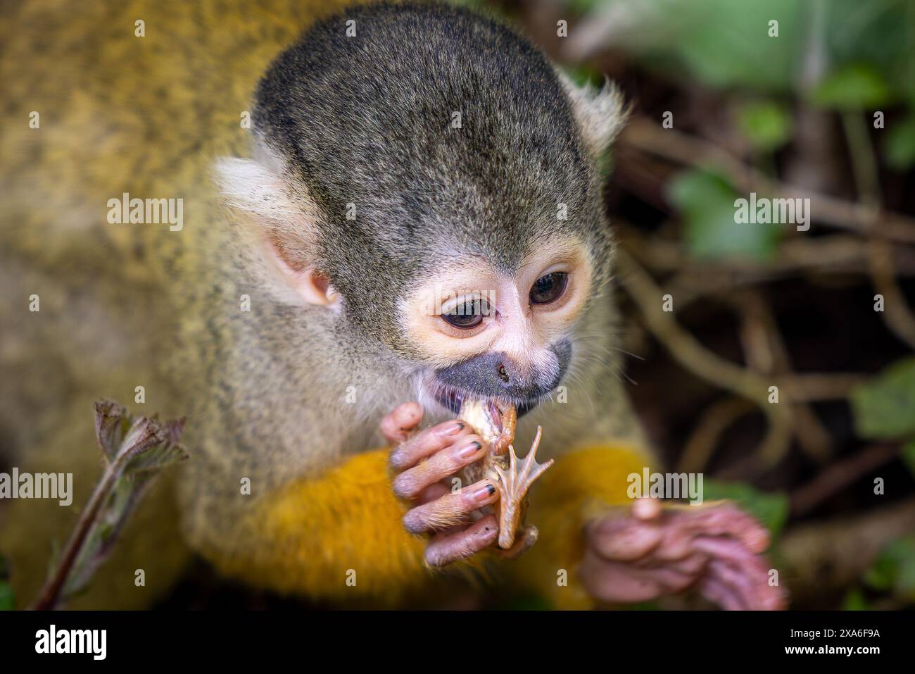 Peruvian squirrel monkeys hi-res stock photography and images - Alamy