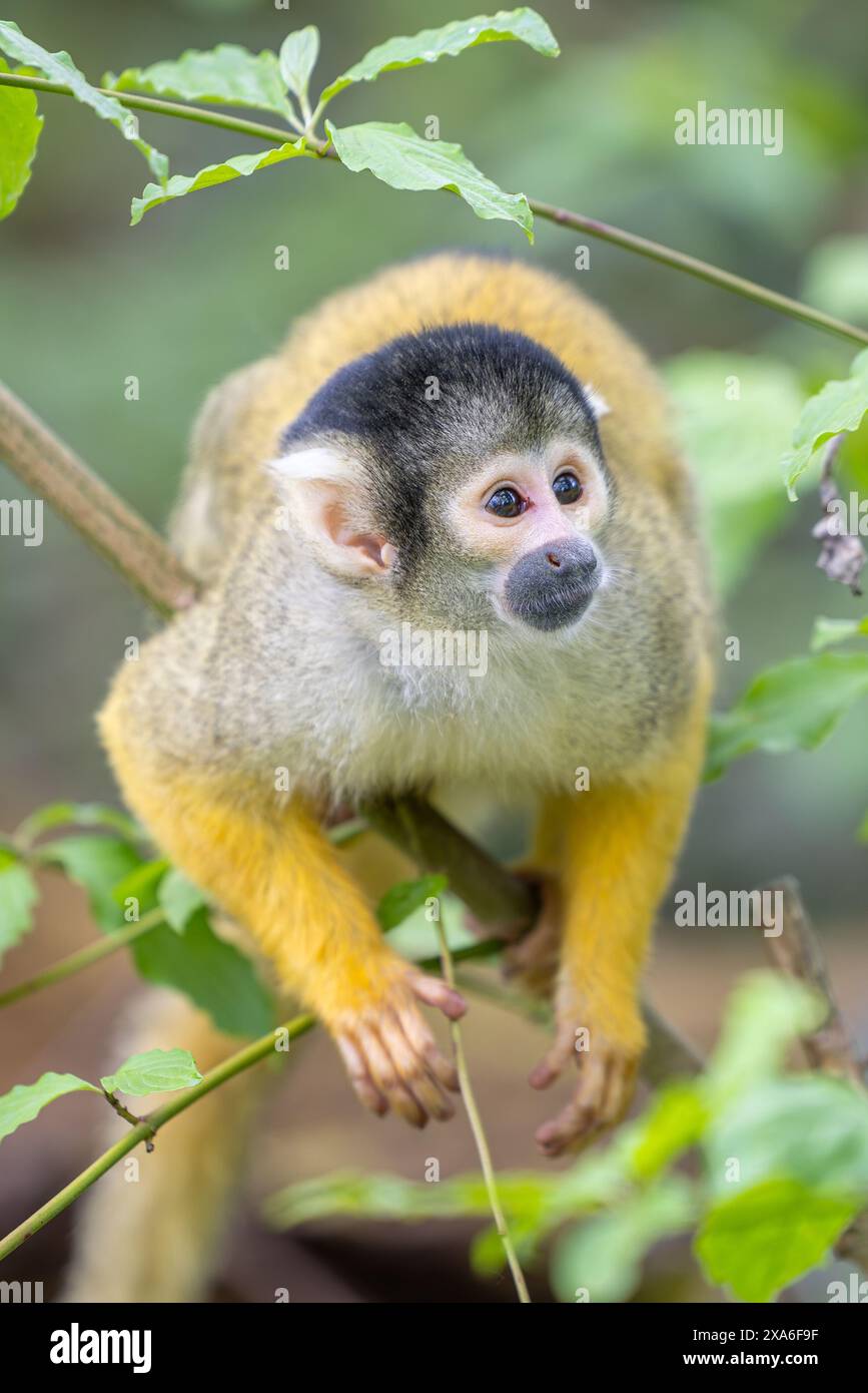 The Black-capped squirrel monkeys, also known as Bolivian squirrel ...